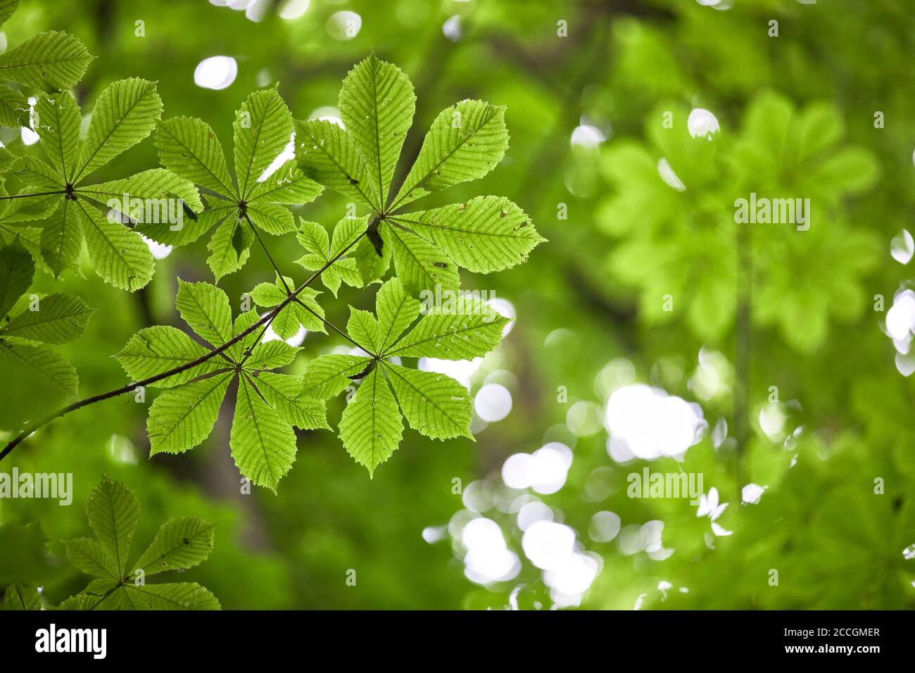 View chestnut tree canopy hi-res stock photography and images - Alamy