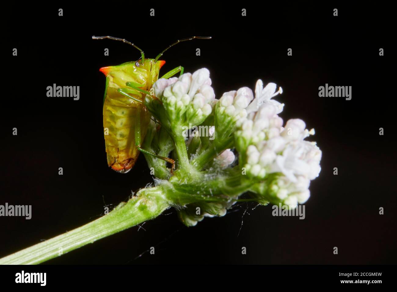 Bug, sting bug, acanthosoma haemorrhoidale Stock Photo - Alamy