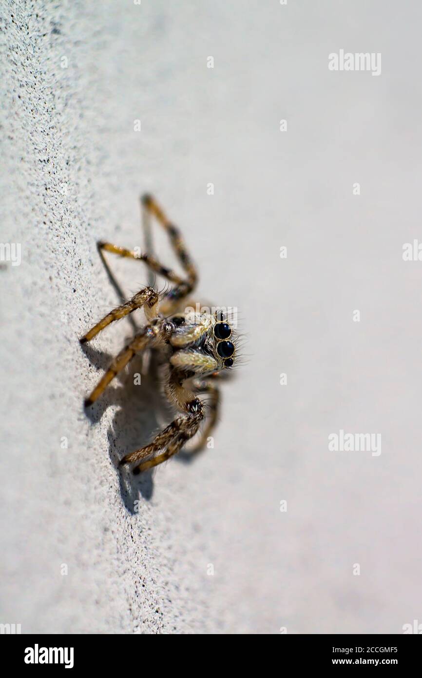 Zebra spider cute hi-res stock photography and images - Alamy