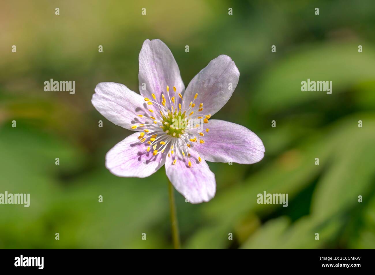 Grove windflower hi-res stock photography and images - Alamy