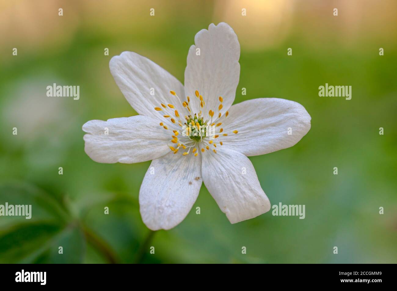 Grove Windflower High Resolution Stock Photography and Images - Alamy