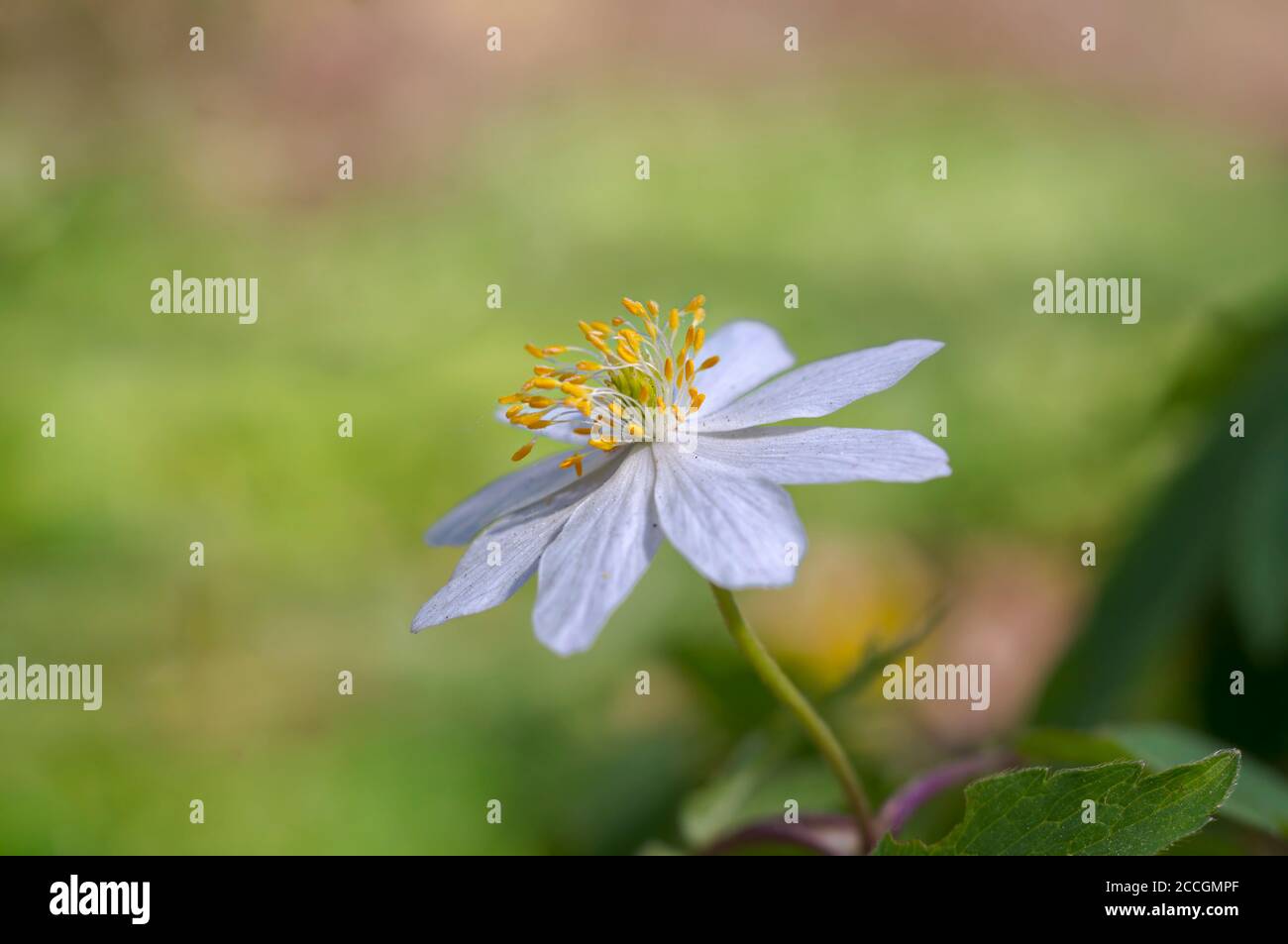 grove wind flower in the green season forest Stock Photo - Alamy
