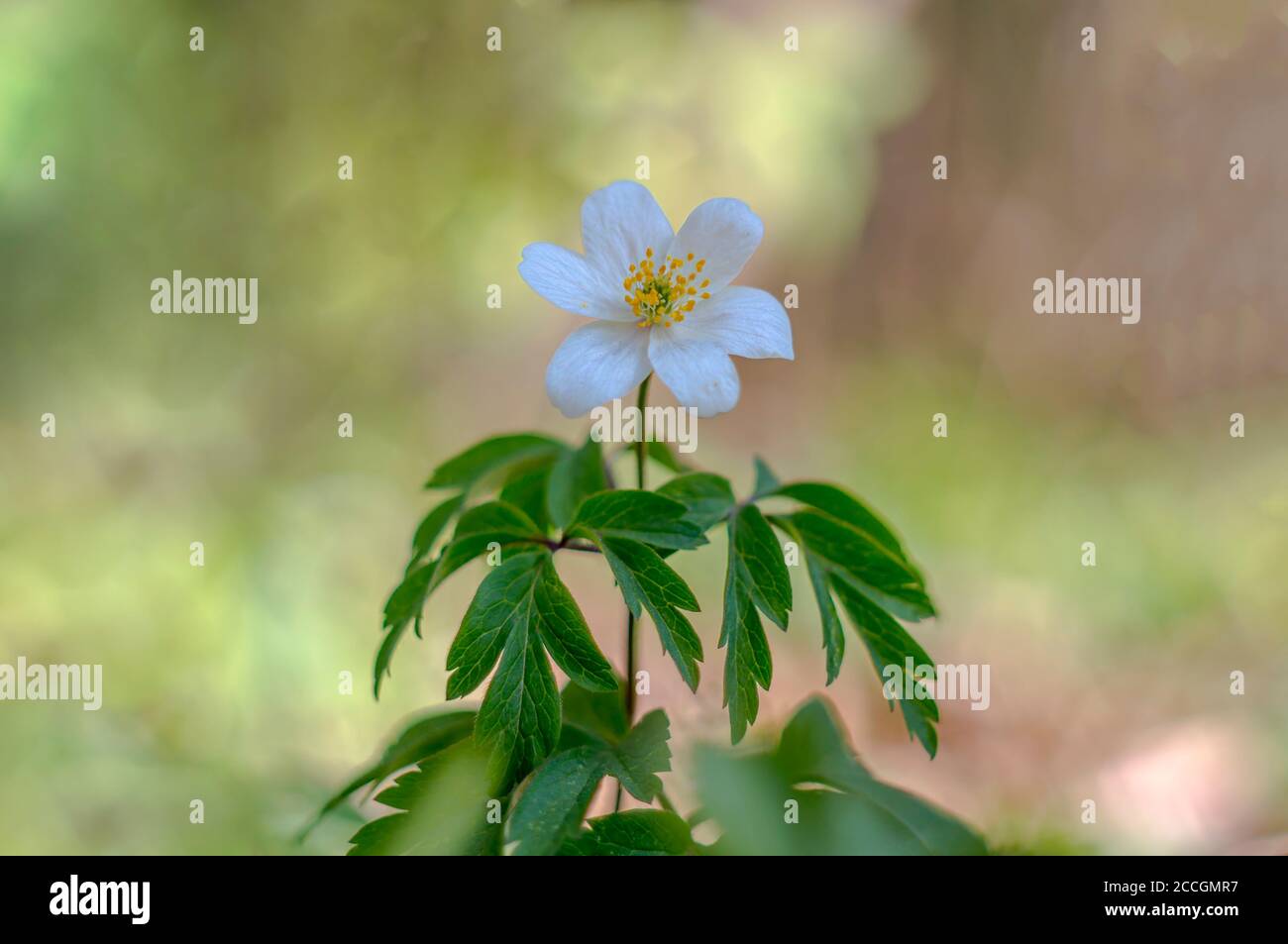 Grove Windflower High Resolution Stock Photography and Images - Alamy