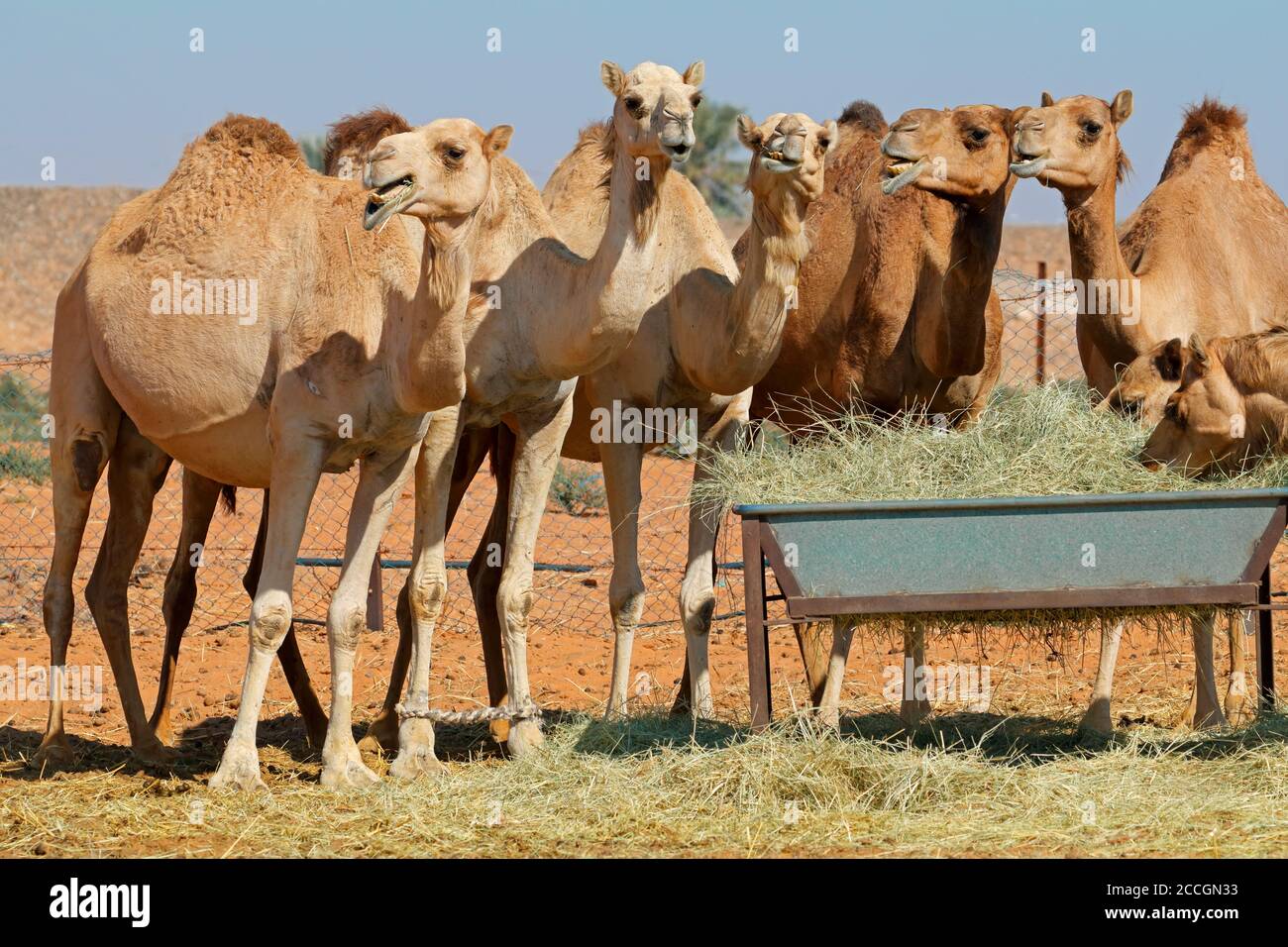 Group of camels at a feeding trough in a rural area of the United Arab ...