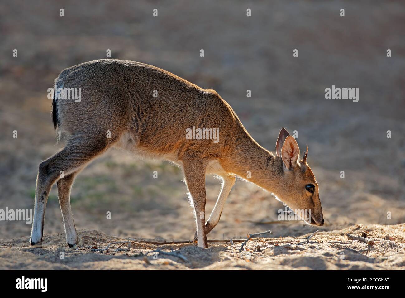 Feeding common duiker antelope (Sylvicapra grimmia), Kruger National ...