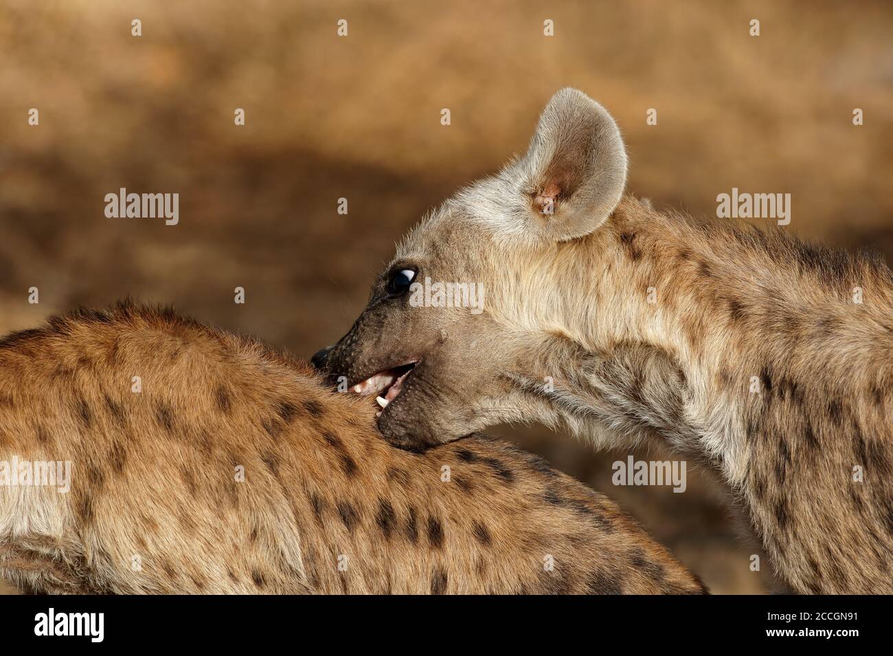 Spotted hyena teeth hi-res stock photography and images - Alamy