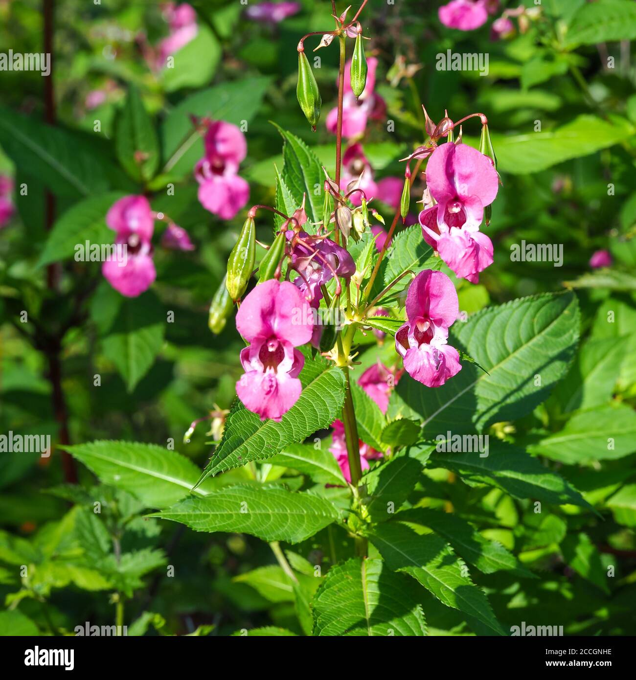Beautiful Pink Flowers Of The Invasive Species Himalayan Balsam Beautiful Pink Flowers Of The Invasive Species Himalayan Balsam