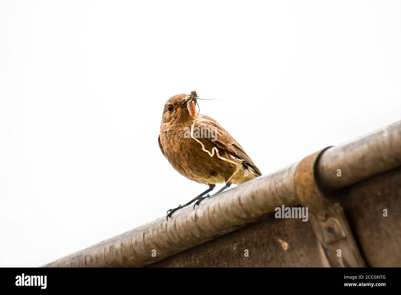 Female robin redbreast hi-res stock photography and images - Alamy