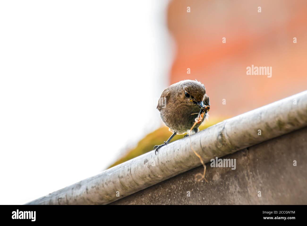 Female robin redbreast hi-res stock photography and images - Alamy