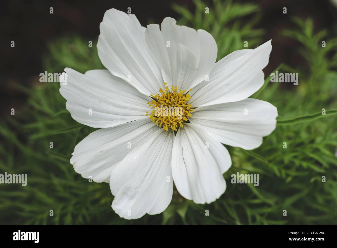 Low key flower hi-res stock photography and images - Alamy