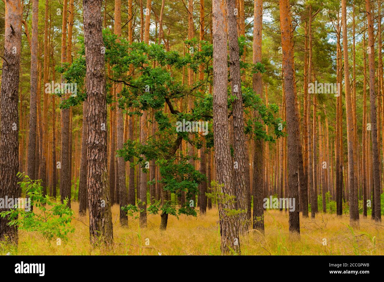 Pine and oak tree hi-res stock photography and images - Alamy