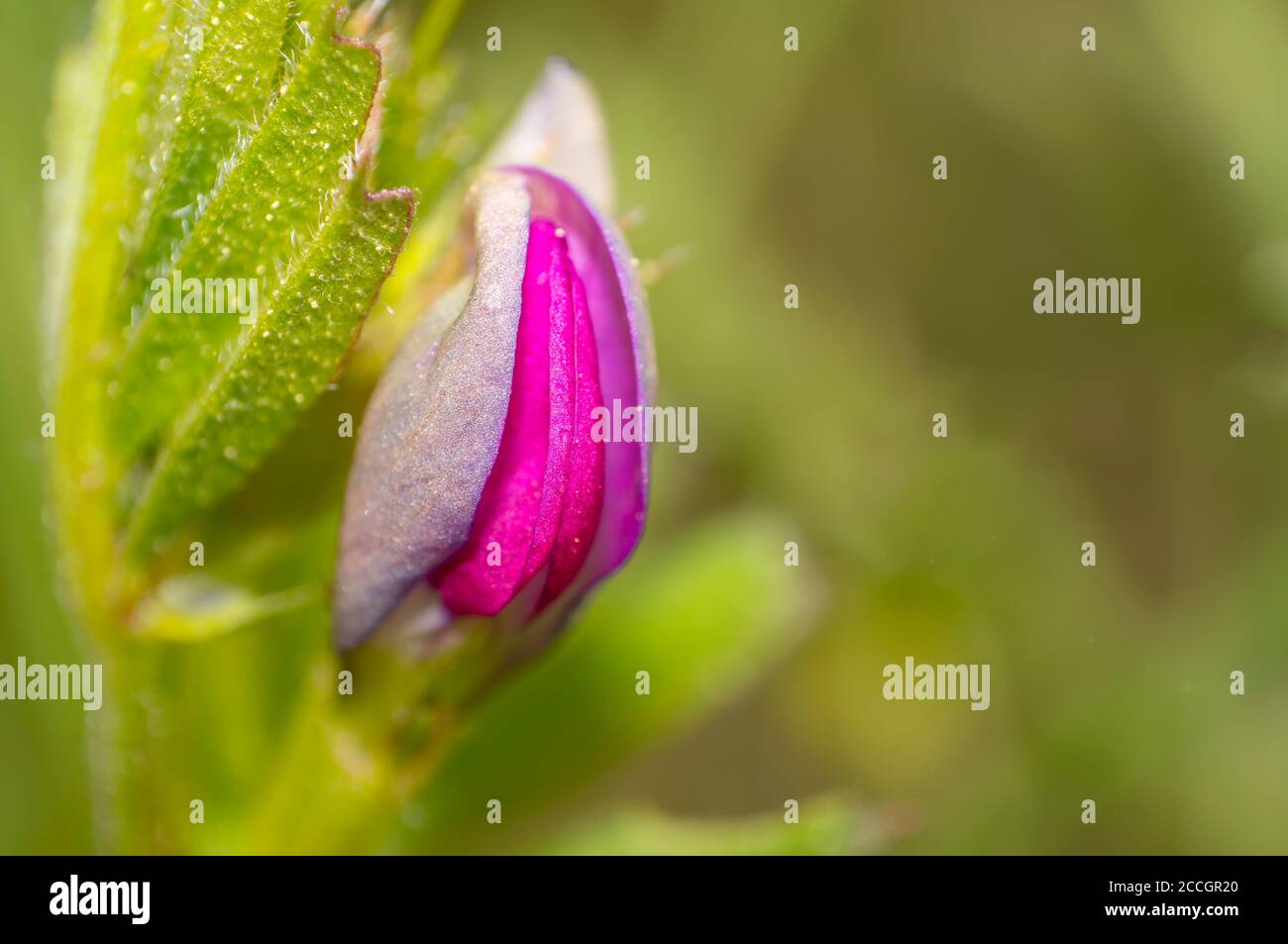 Virgin clover blossom in the summer season Stock Photo - Alamy