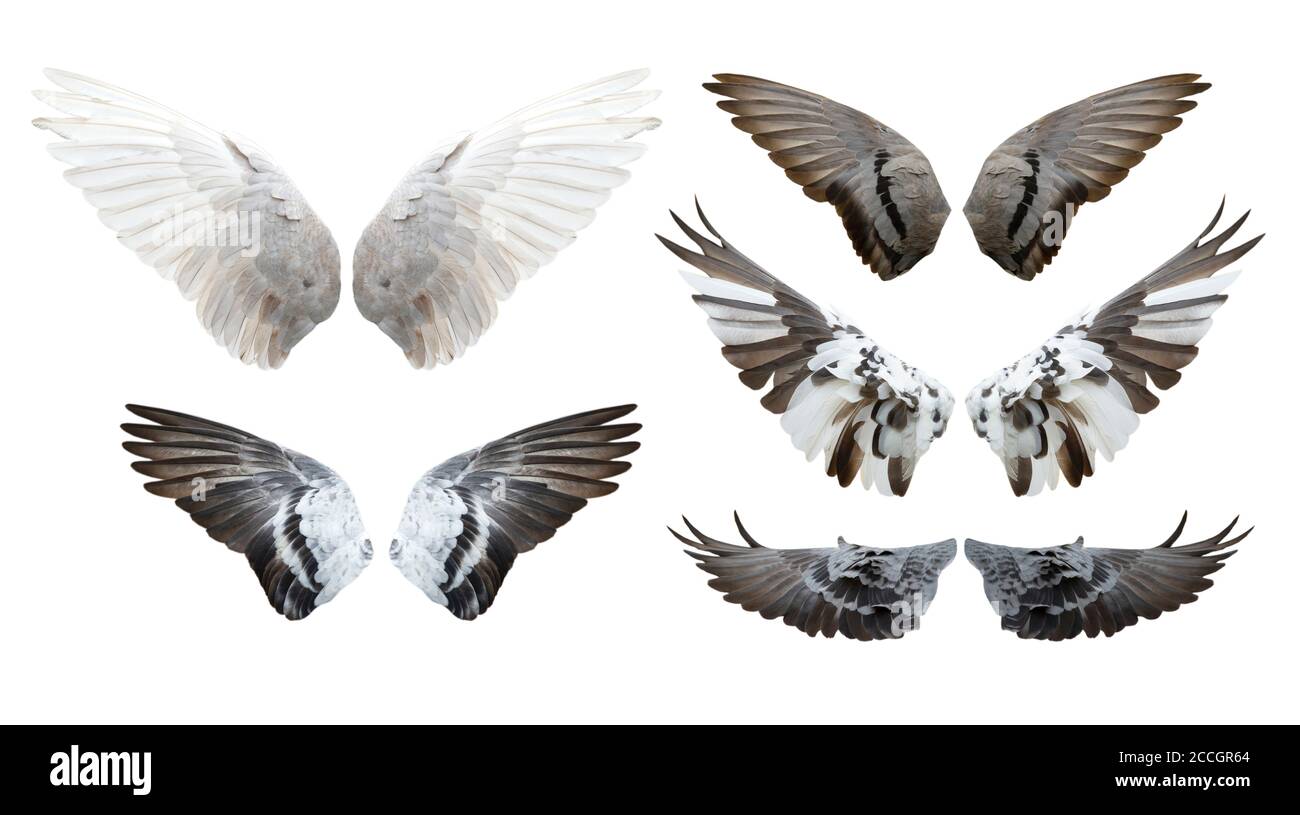 Pigeon wings isolated on white background Stock Photo - Alamy