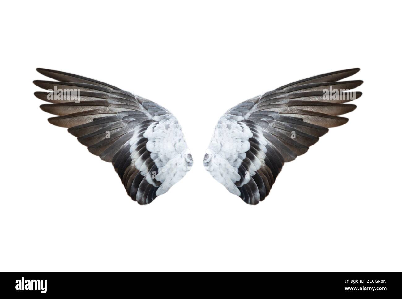Bird wings isolated on white background Stock Photo - Alamy