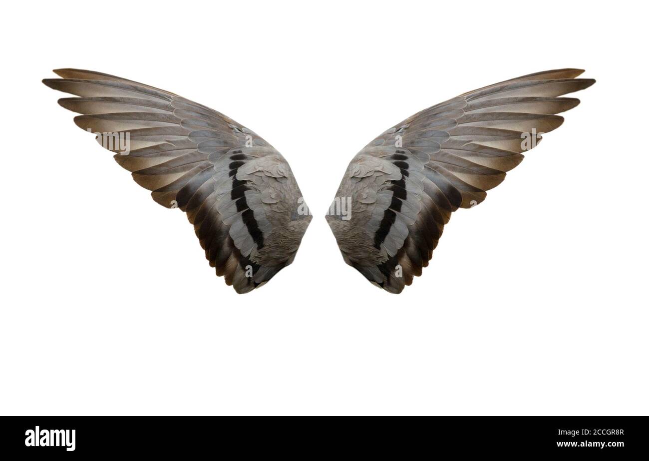 Bird wings isolated on white background Stock Photo - Alamy