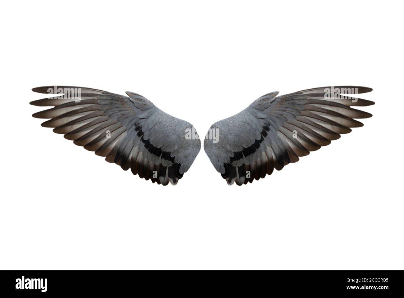 White dove bird close up Cut Out Stock Images & Pictures - Alamy