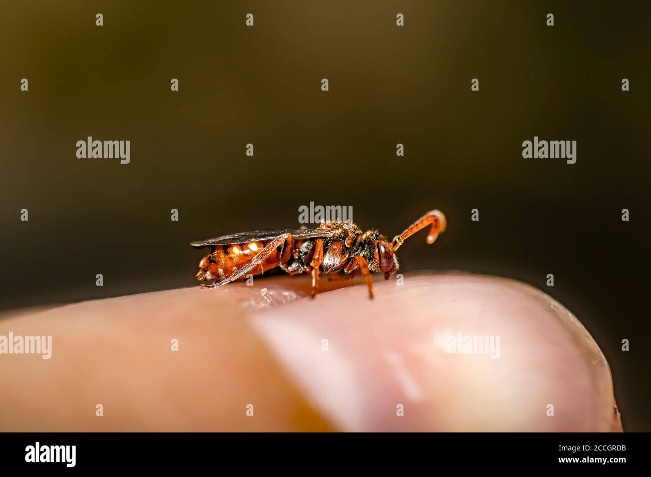 Little Wasp High Resolution Stock Photography and Images - Alamy