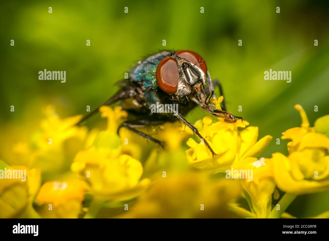 Golden fly hi-res stock photography and images - Alamy