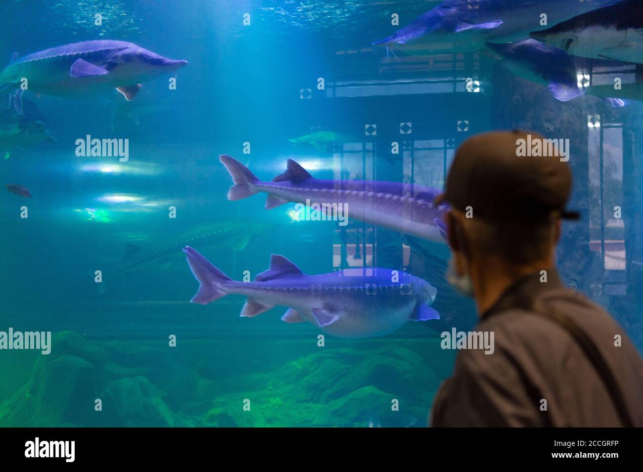 Fuyuan, China's Heilongjiang Province. 22nd Aug, 2020. A tourist visits ...