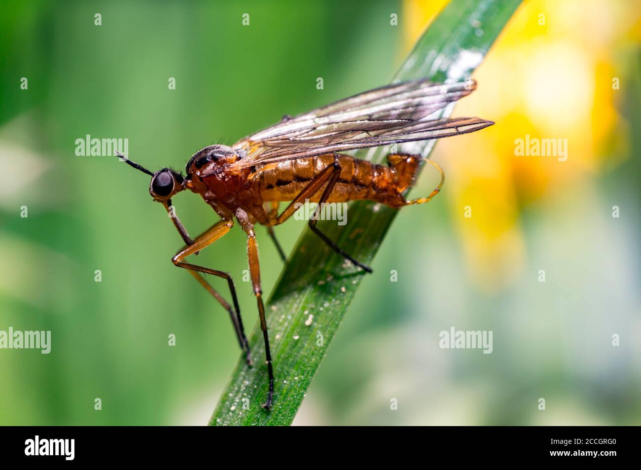Golden fly hi-res stock photography and images - Alamy