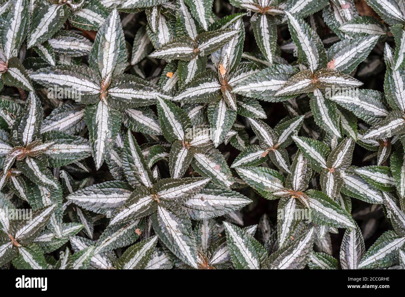 Green Leaves with White Lines Background closeup Stock Photo - Alamy