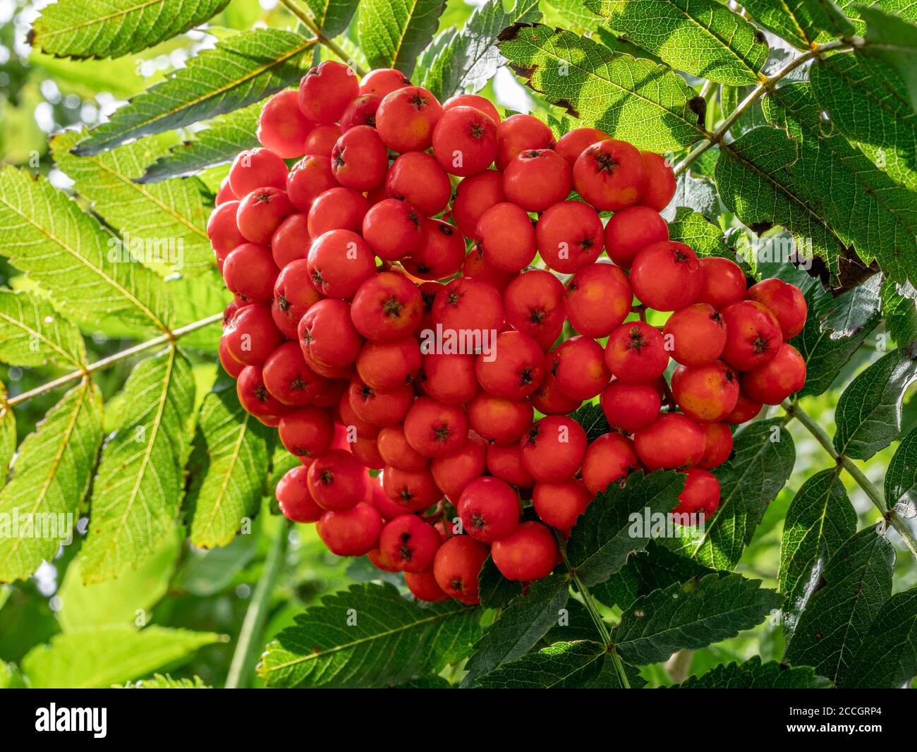 Red fruits of mountain ash, rowanberry, (Sorbus aucuparia), Bavaria ...