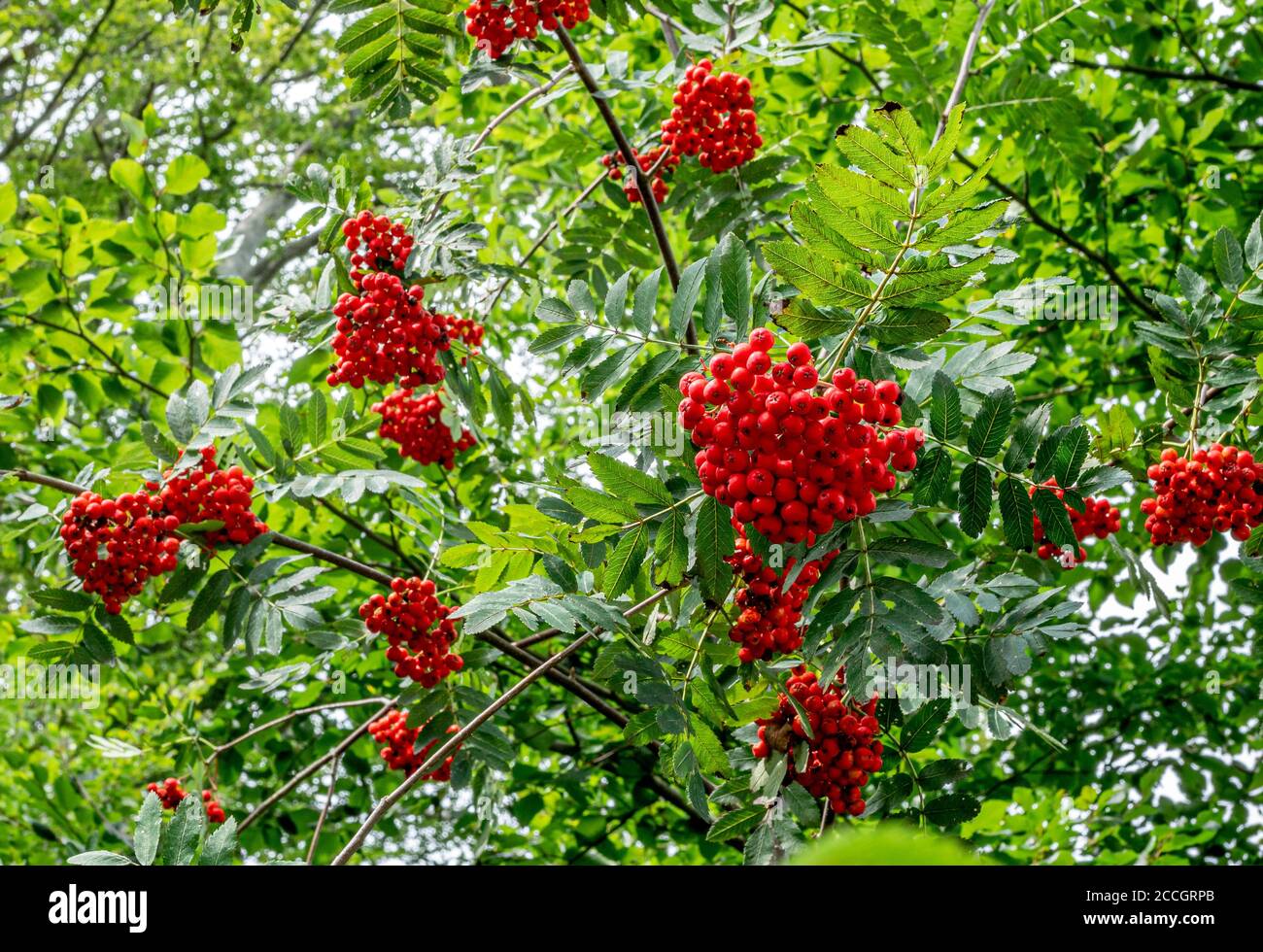 Red fruits of mountain ash, rowanberry, (Sorbus aucuparia), Bavaria ...