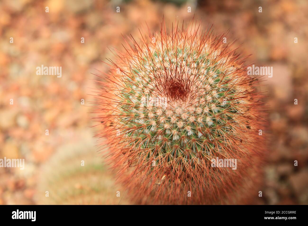 Red headed irishman cactus Stock Photo - Alamy