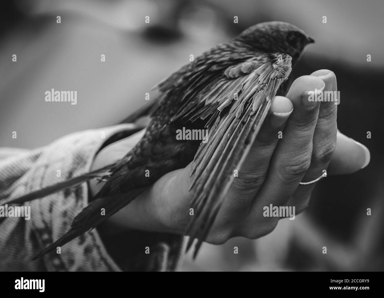 Person holding bird Black and White Stock Photos & Images - Alamy