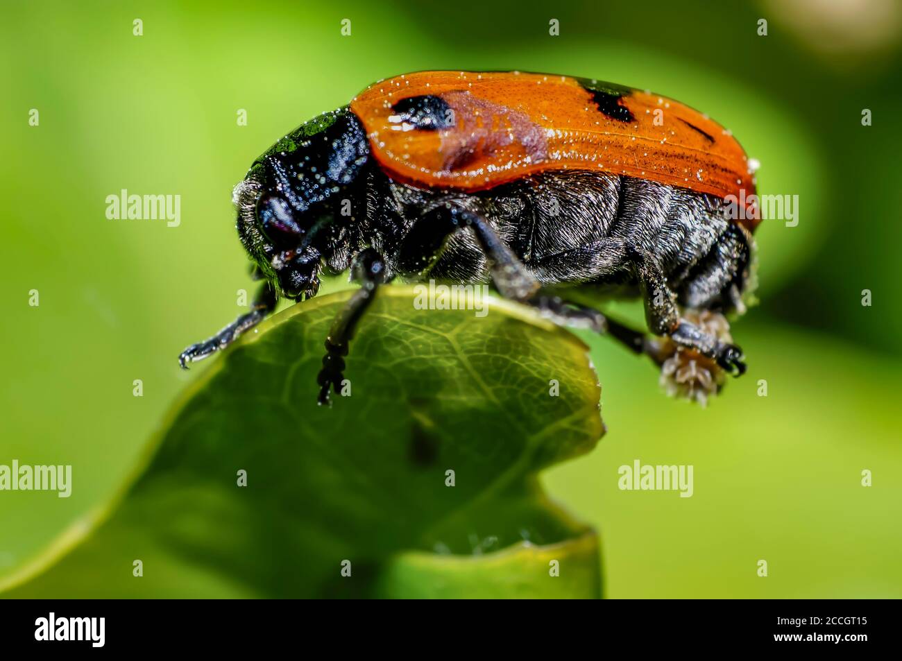 small red bug on green leaf in summer forest Stock Photo - Alamy