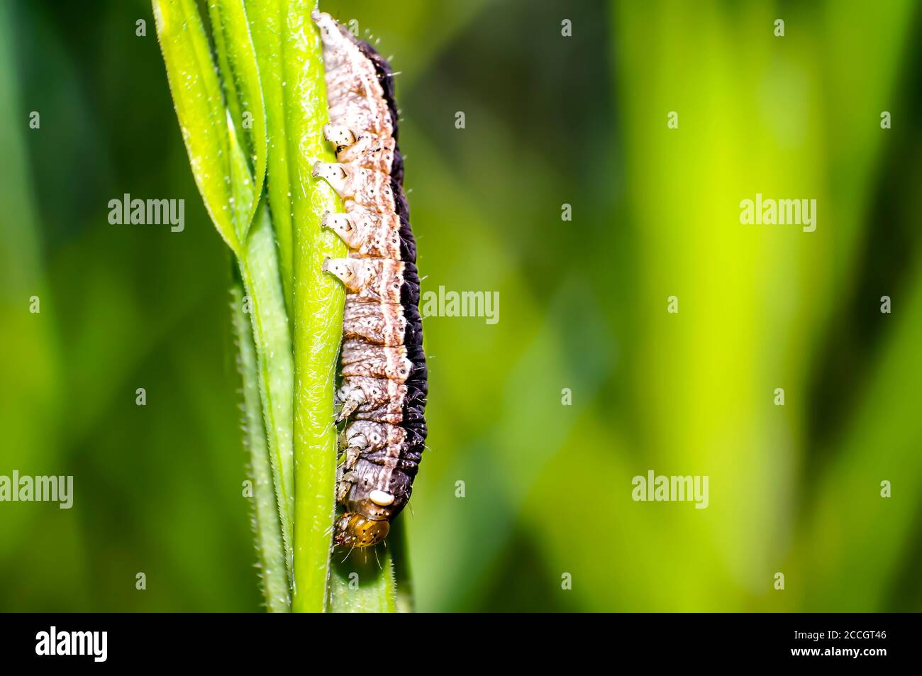 Small caterpillar hi-res stock photography and images - Alamy