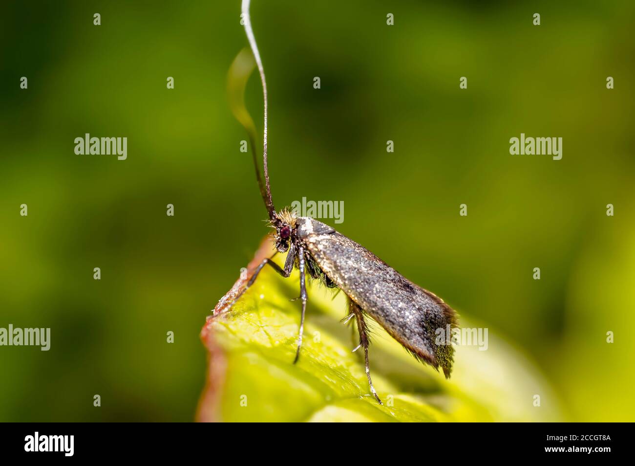 Hercules moth hi-res stock photography and images - Alamy