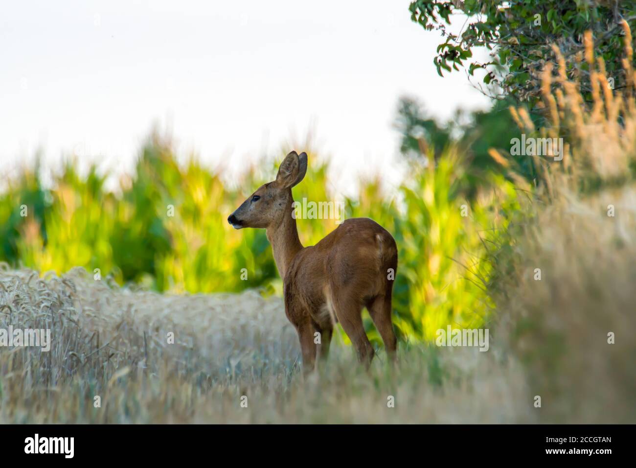 Roe deer in woods in mist hi-res stock photography and images - Alamy