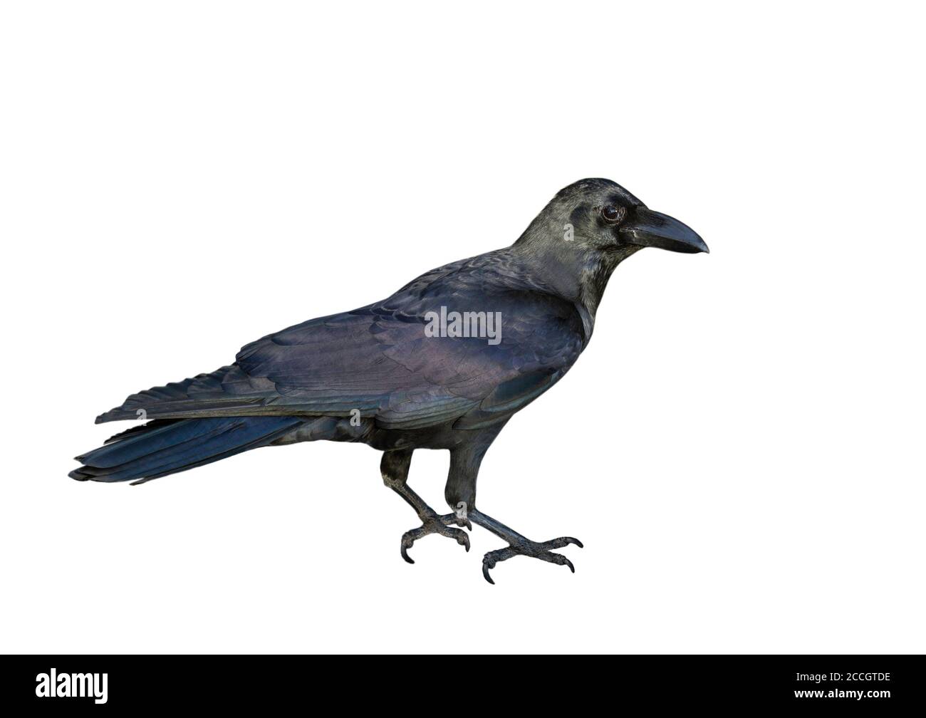 Crow isolated on white background Stock Photo - Alamy