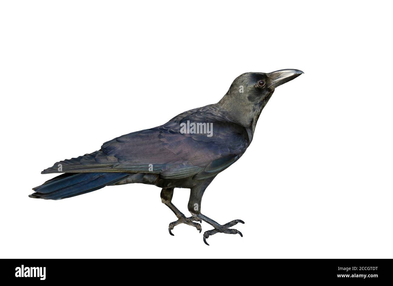 Closeup black crow on Cut Out Stock Images & Pictures - Alamy