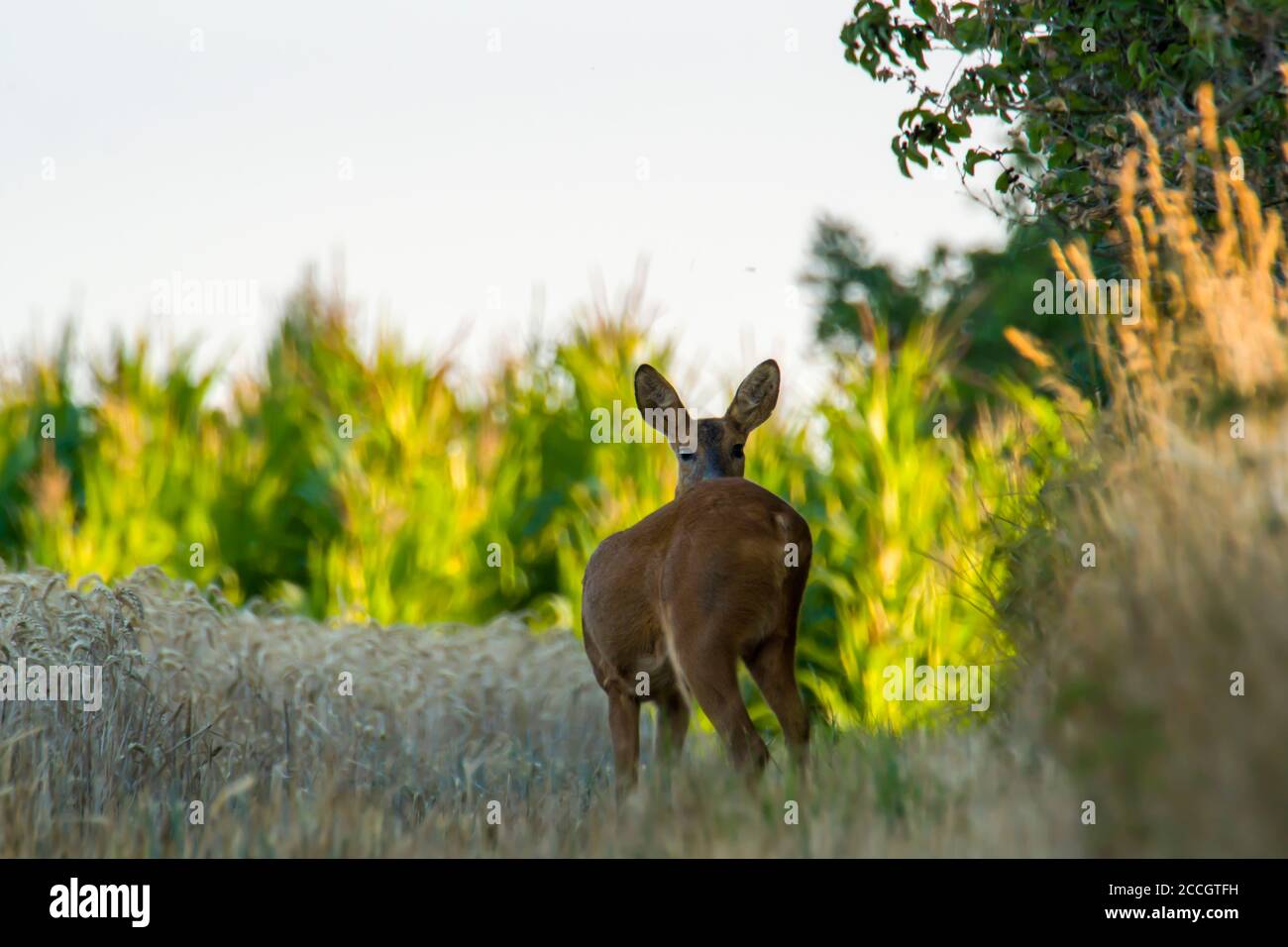 roe deer at corn field in the wild nature Stock Photo - Alamy