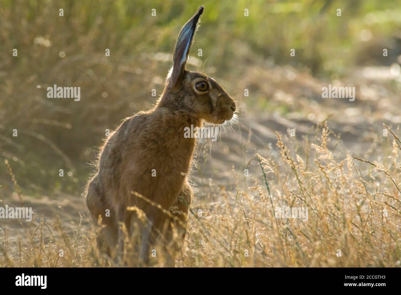 Cottontail rabbit running hi-res stock photography and images - Alamy