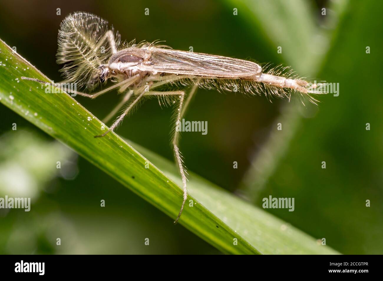 rare insect in the nature summer season Stock Photo - Alamy