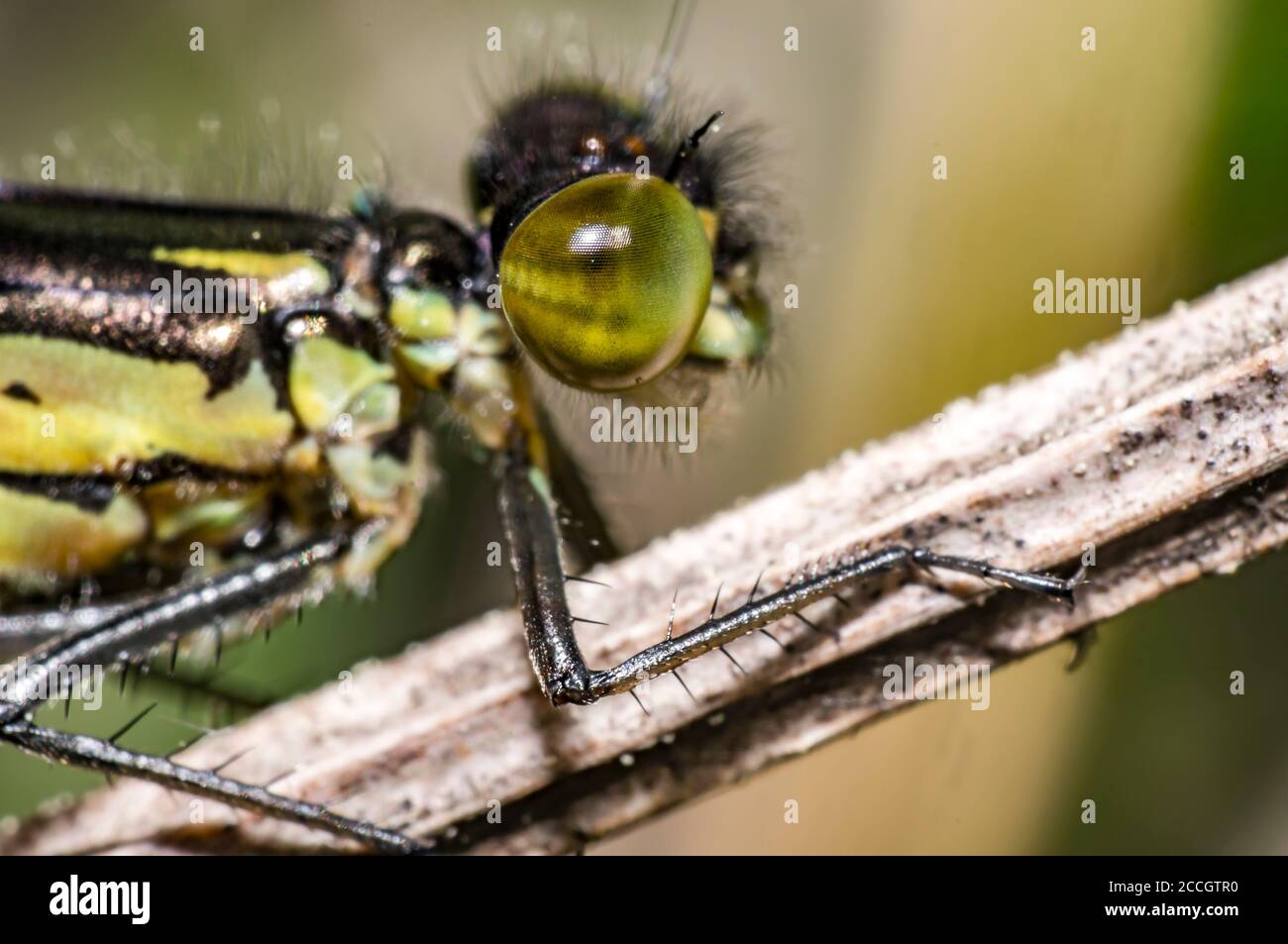 Green Dragon Fly in Nature summer season Stock Photo - Alamy