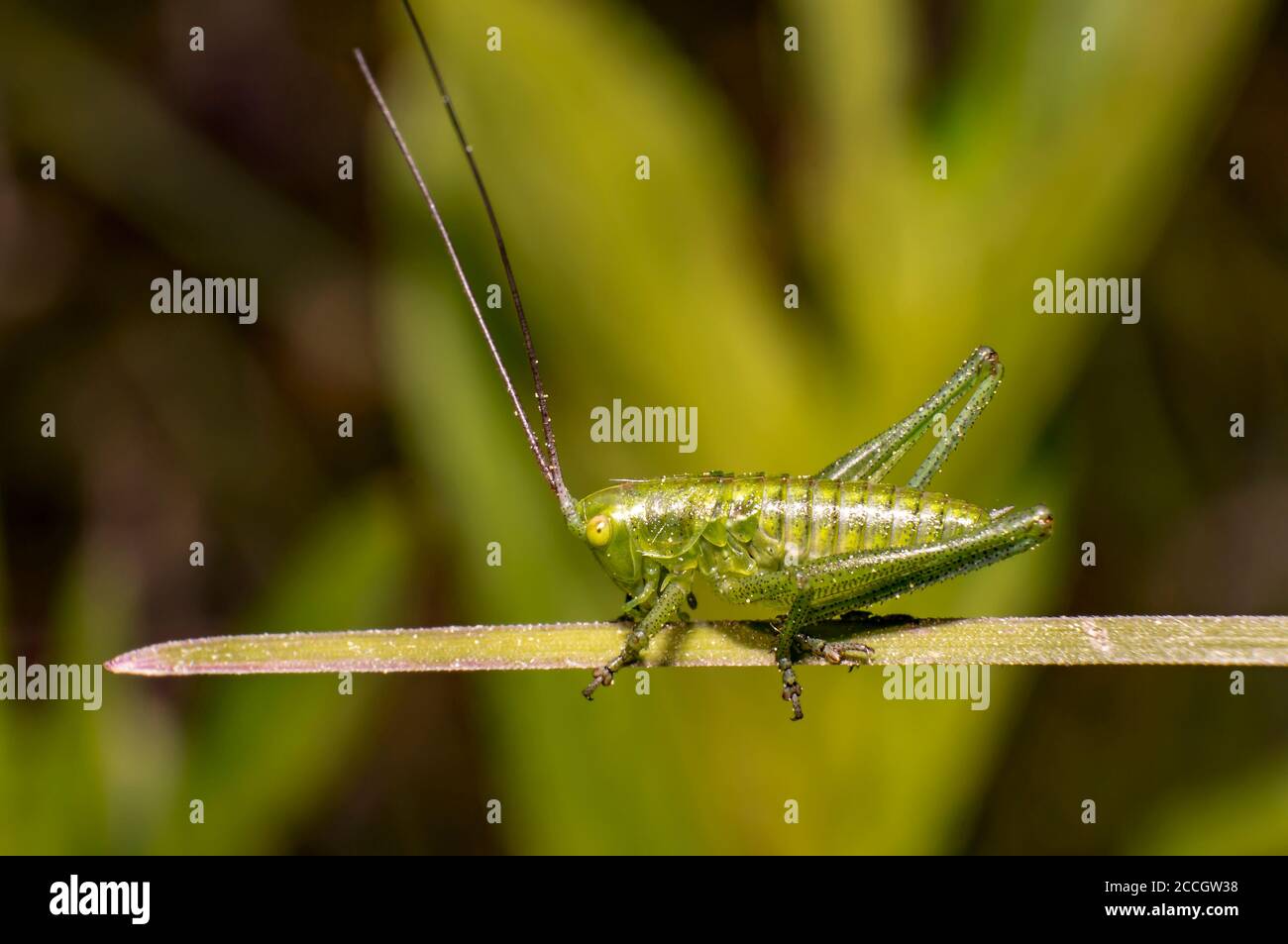 green Nature grasshopper in summer season Stock Photo - Alamy