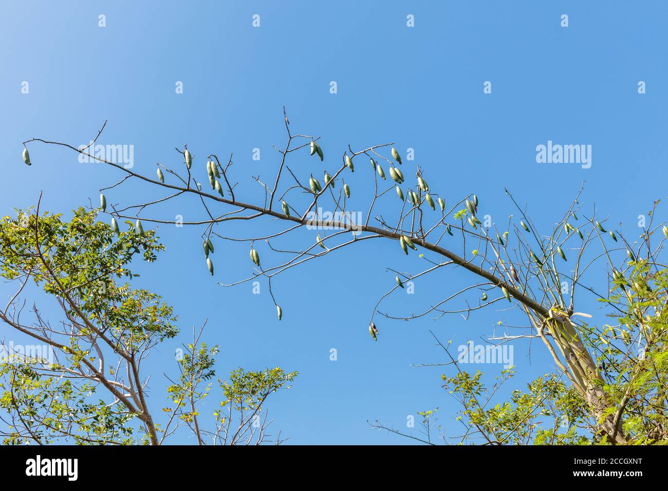 Cotton tree hi-res stock photography and images - Alamy
