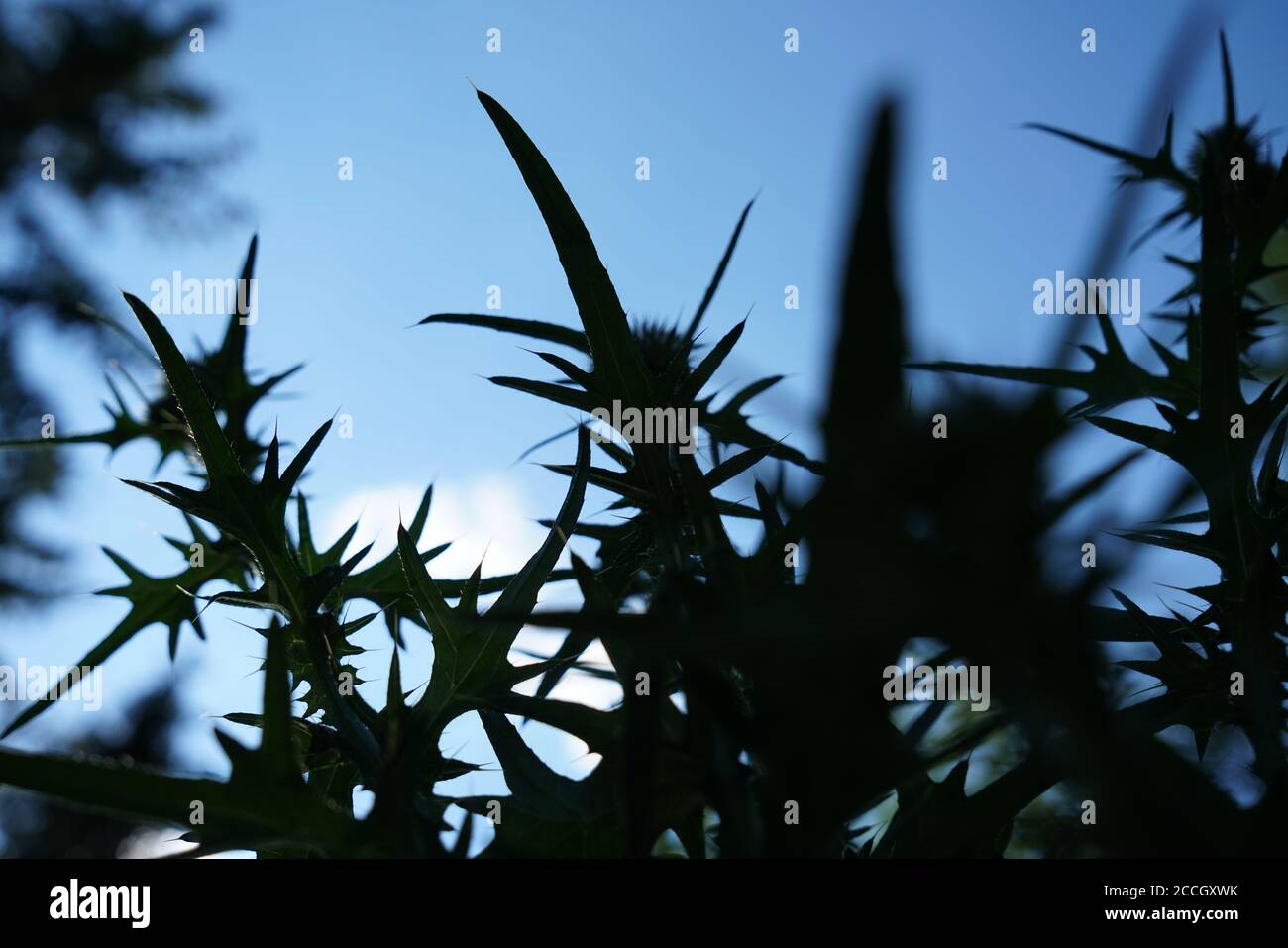 Closeup shot of bushes in a garden in the evening Stock Photo - Alamy