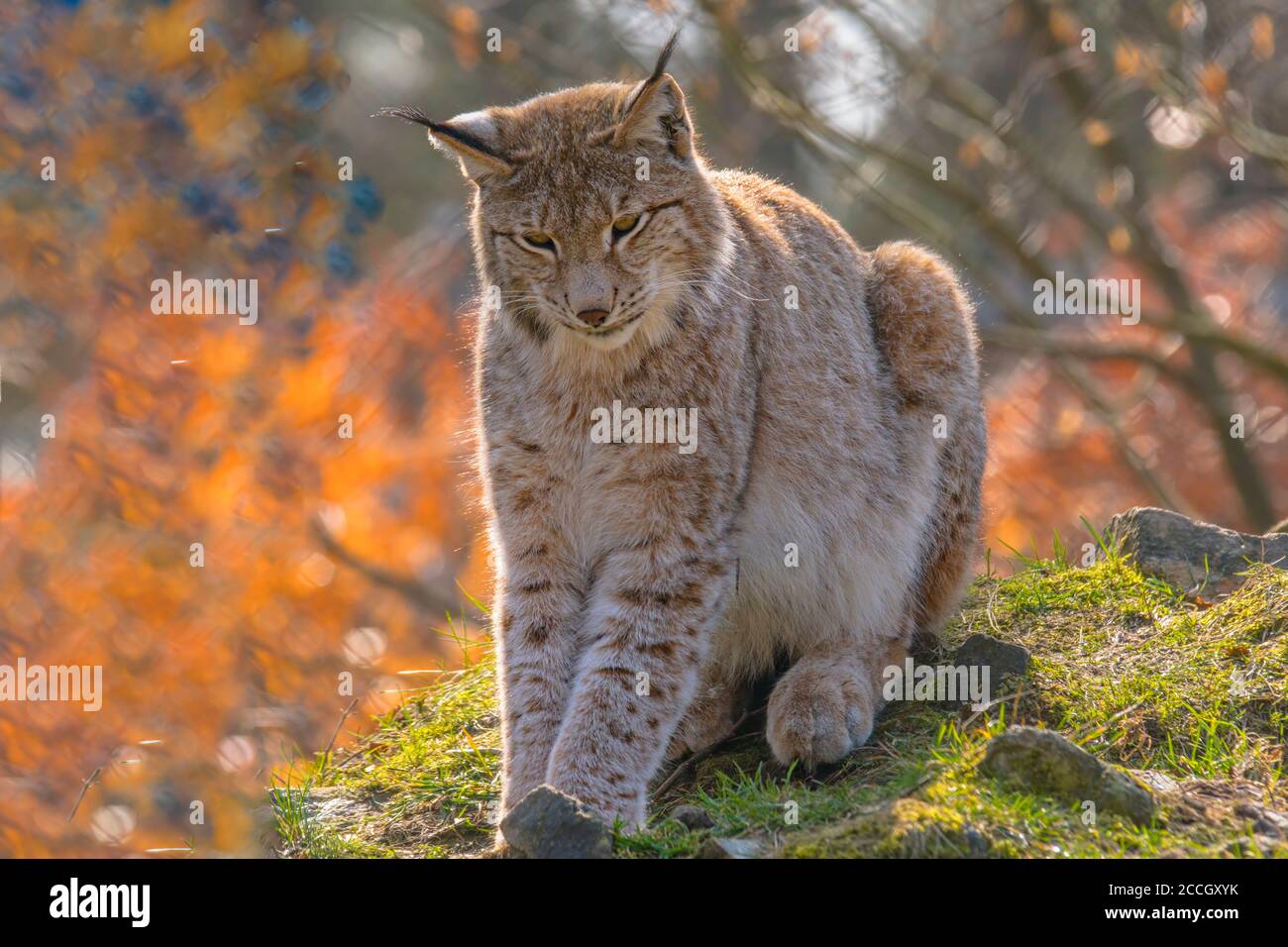 cute young lynx in the colorful wilderness forest Stock Photo - Alamy