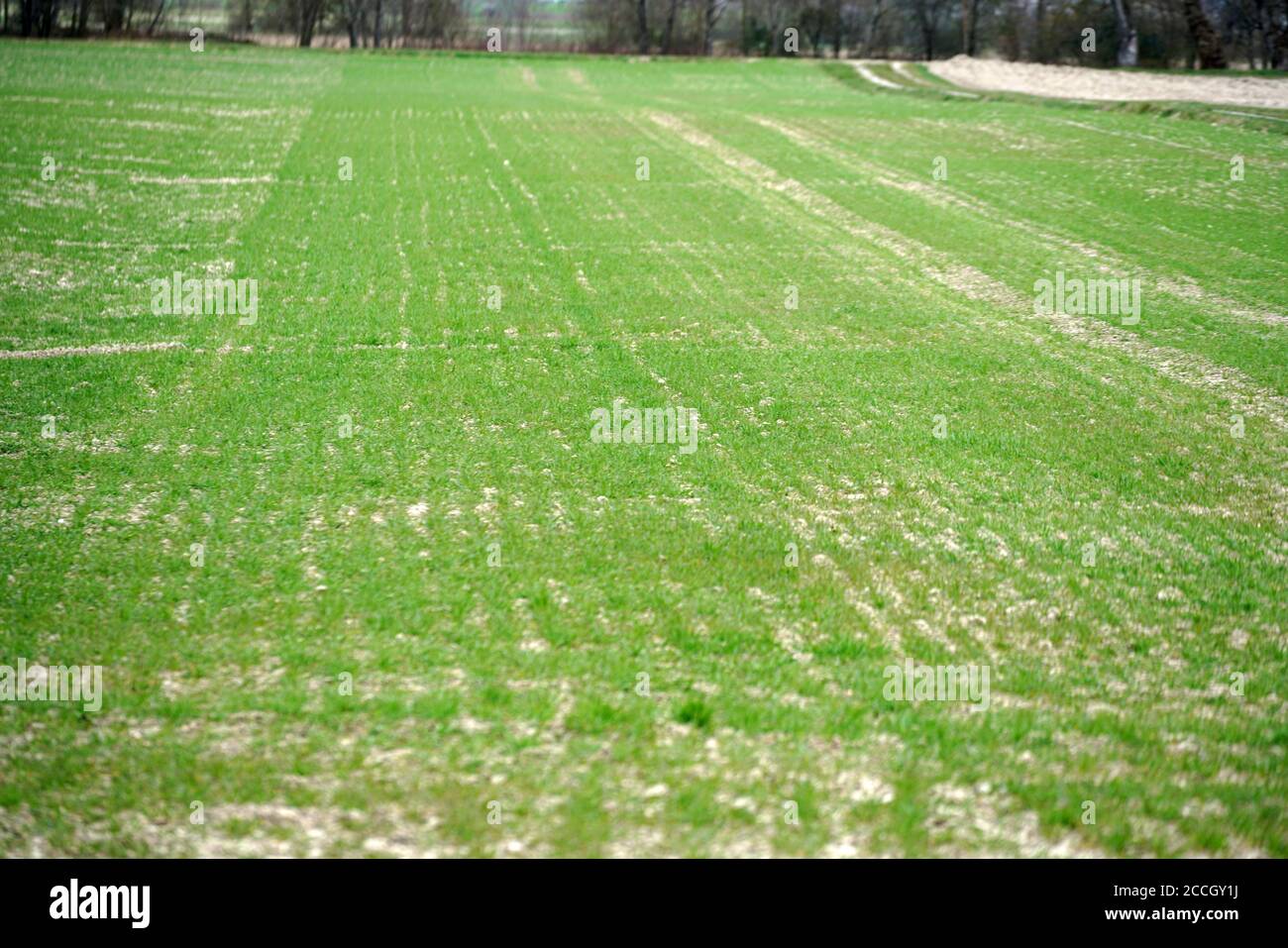 Top view of a green meadow Stock Photo - Alamy