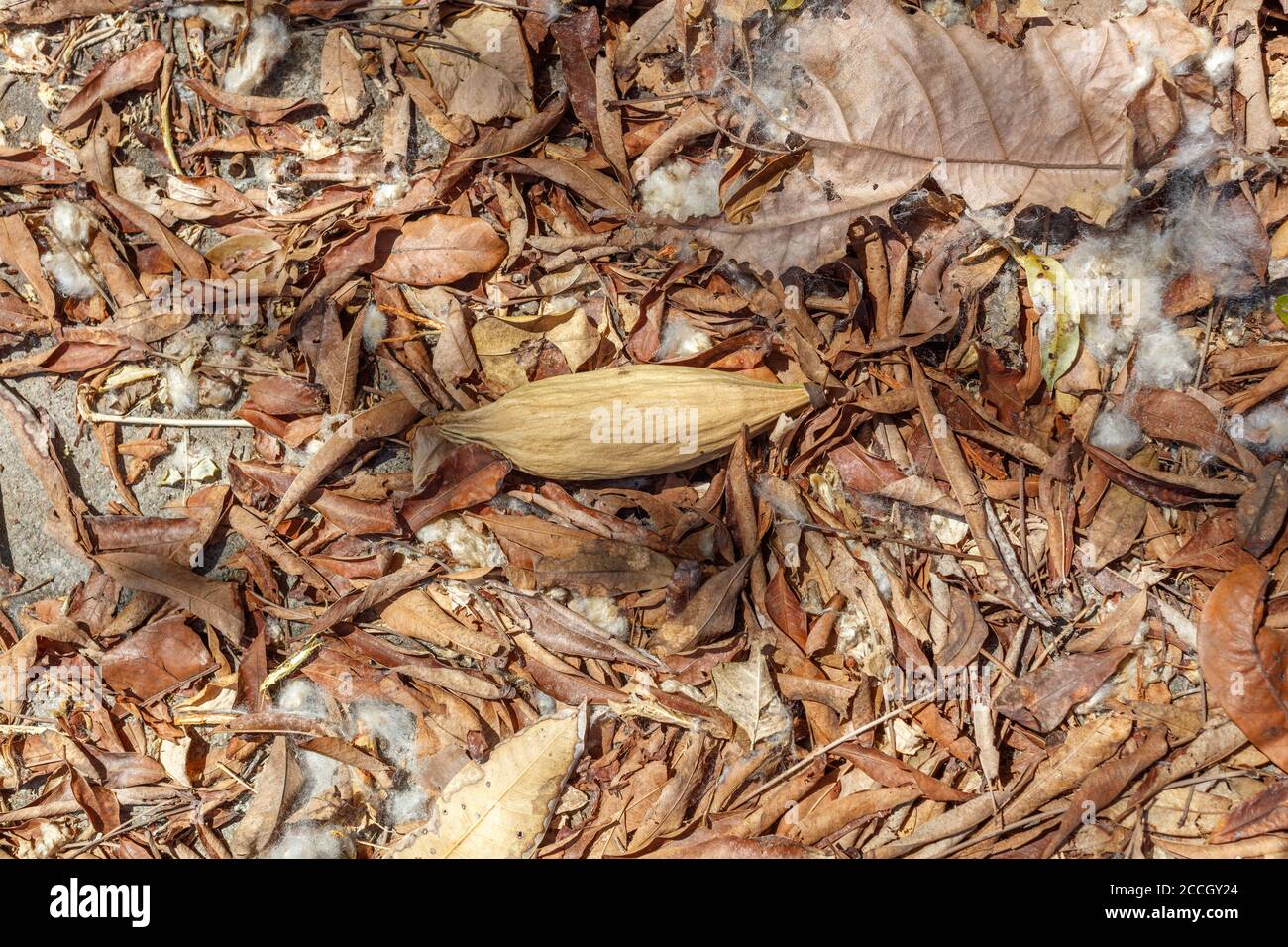 Cotton tree hi-res stock photography and images - Alamy