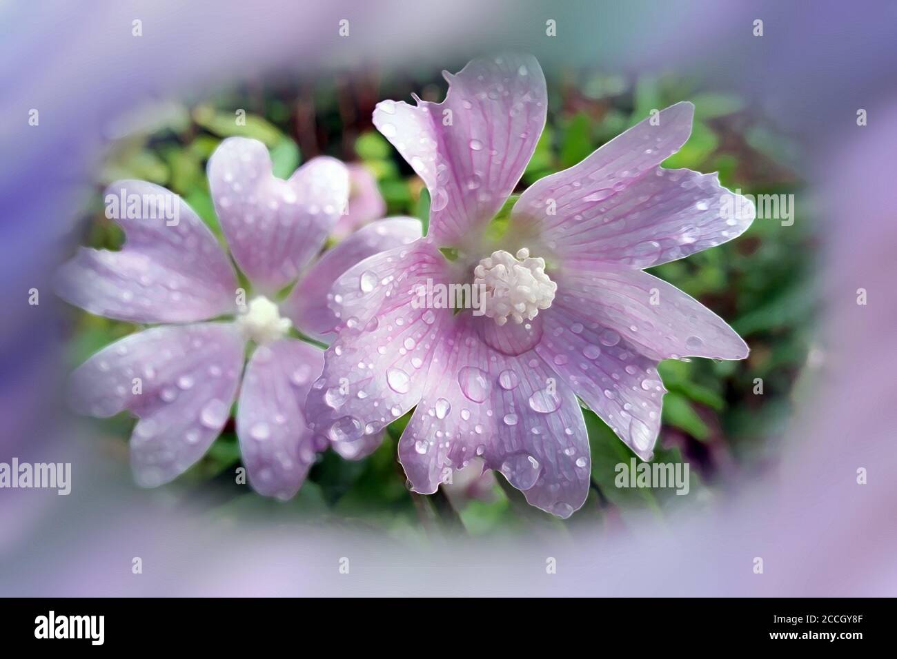 Purple drop hi-res stock photography and images - Alamy