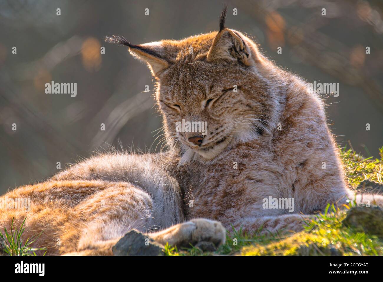 cute young lynx in the colorful wilderness forest Stock Photo - Alamy