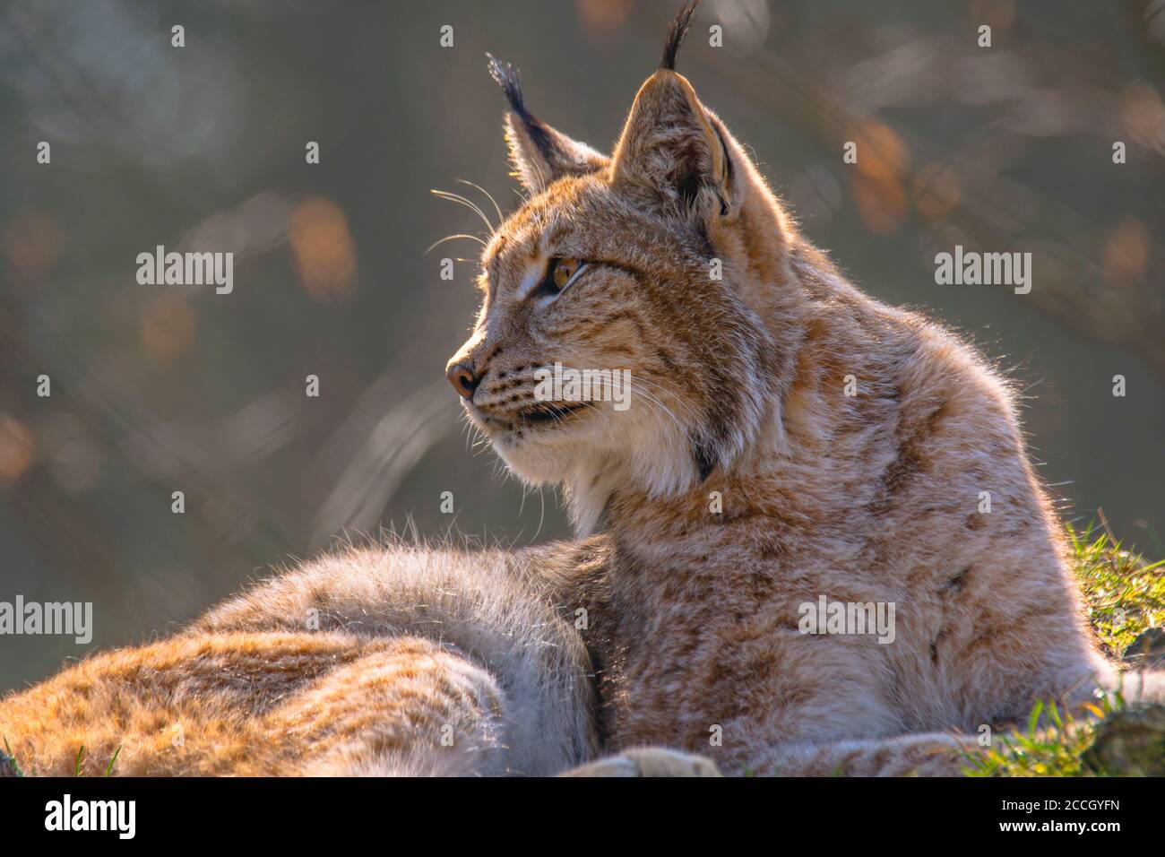 cute young lynx in the colorful wilderness forest Stock Photo - Alamy