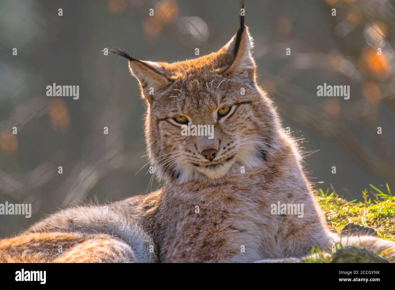 cute young lynx in the colorful wilderness forest Stock Photo - Alamy