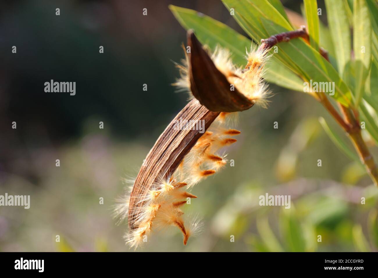 Close-up of downy oleander seeds (Nerium oleander) in Mediterranean ...